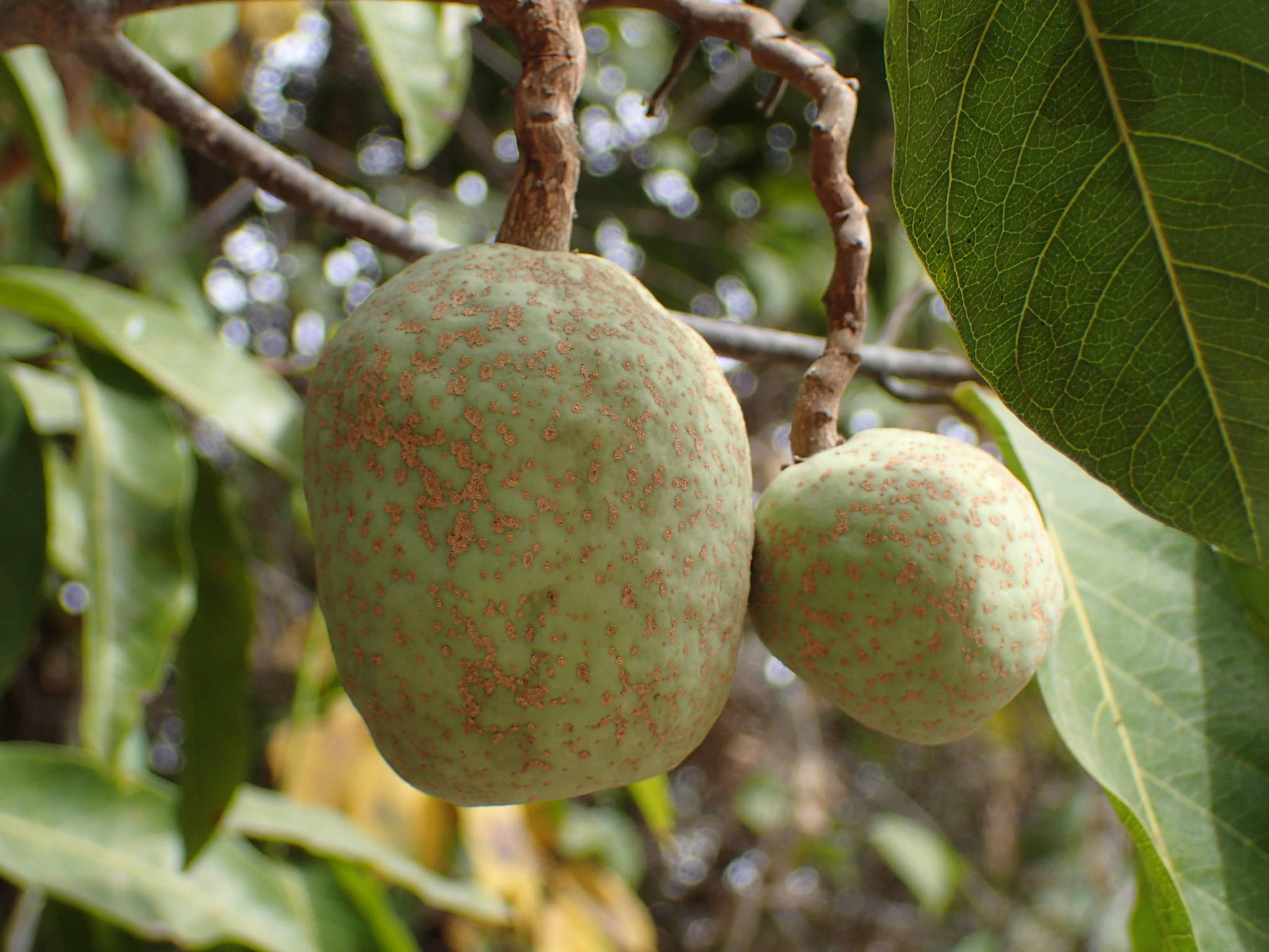 Saba senegalensis (A.DC.) Pichon