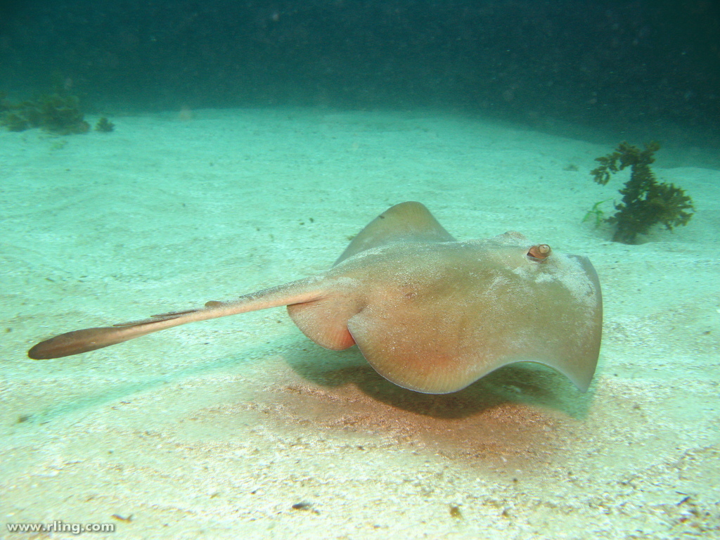 Common Stingaree (Trygonoptera testacea) - Marine Life Identification