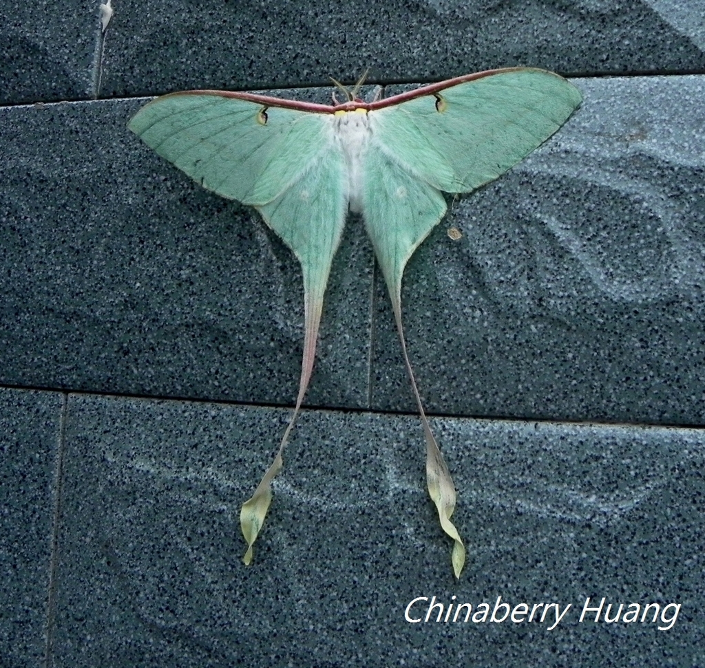 Chinese Moon Moth from 金佛山, 南川區中國 on July 31, 2011 at 07:54 AM by Lijin ...
