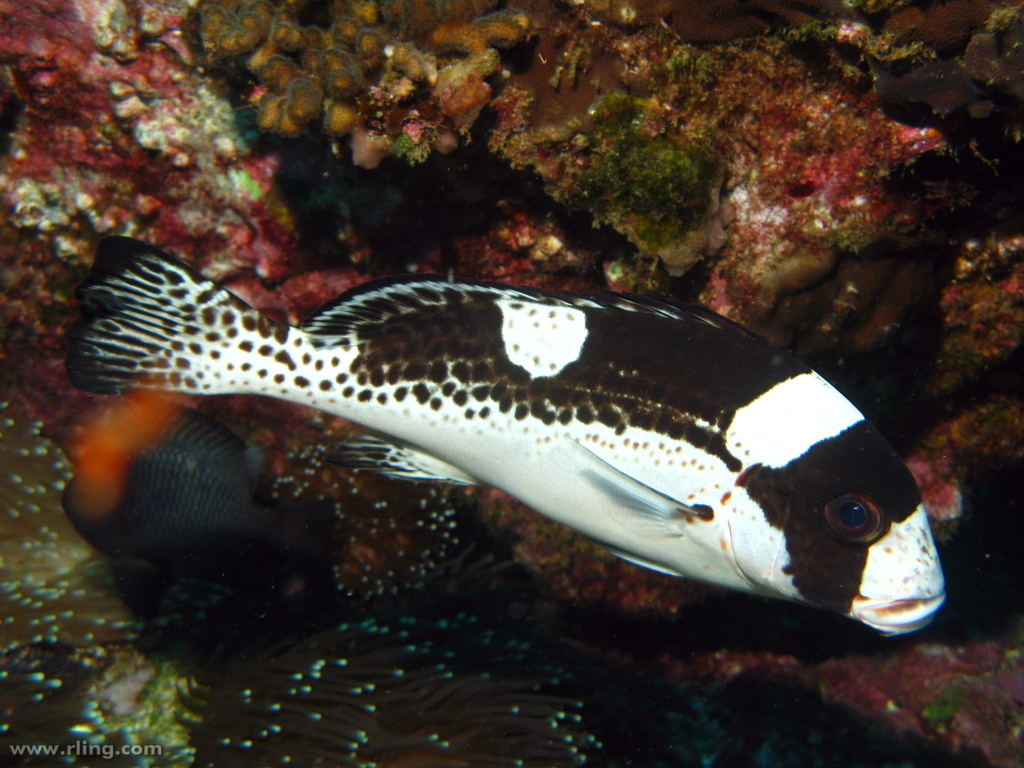Dotted Sweetlips (Plectorhinchus pica) - Marine Life Identification
