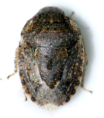 Genus Kapunda · iNaturalist