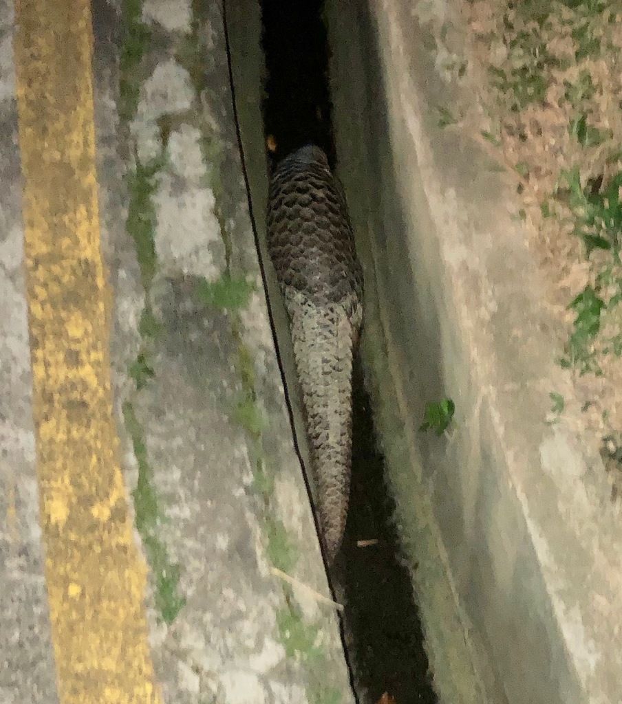 Sunda Pangolin in January 2020 by marcelfinlay. emerged from the void ...