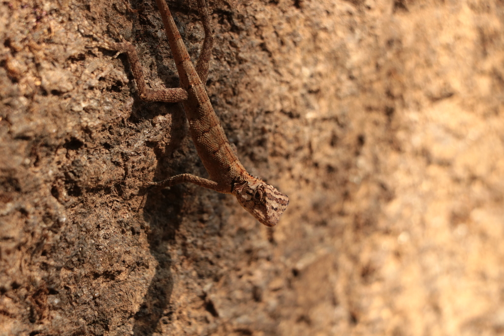 Roux's Forest Lizard from Sonaulim, Goa 403410, India on January 7 ...