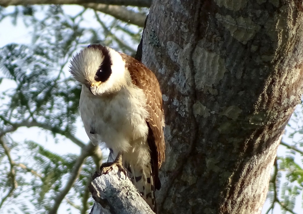 Laughing Falcon from Belize on January 23, 2020 at 10:04 AM by Carol ...