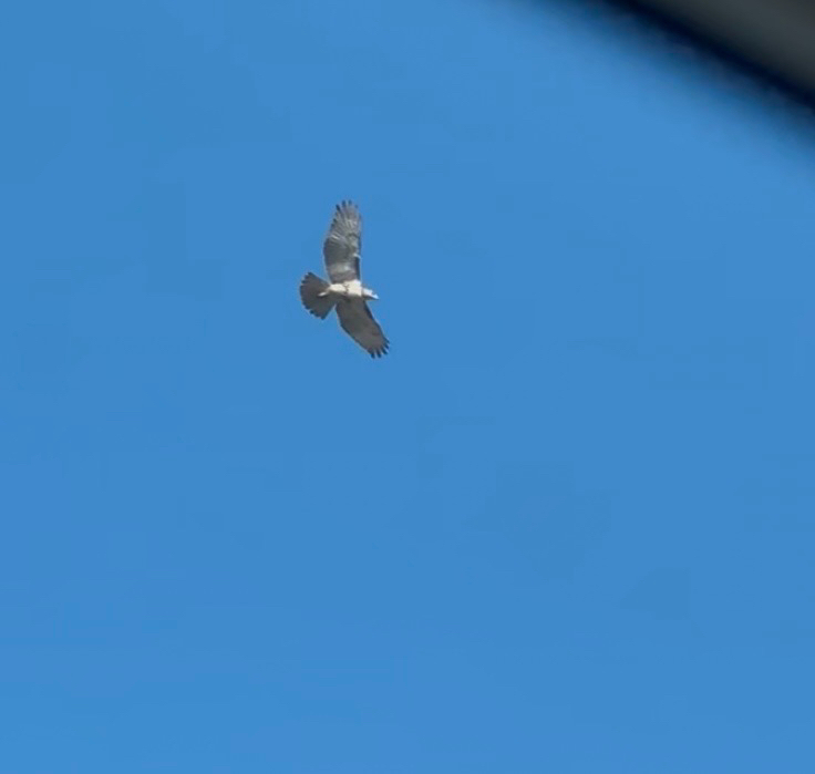 Red-tailed Hawk from Shearwater Dr, Ocean Springs, MS, US on December ...