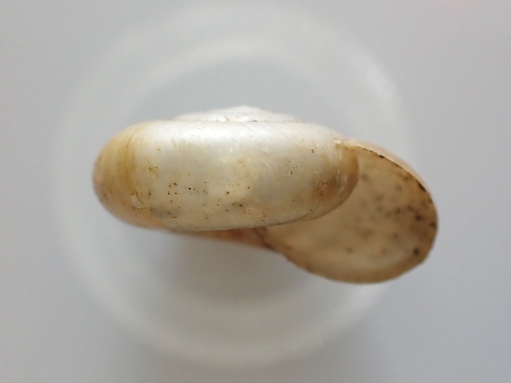 Plain Button Snail (Snails of Ontario) · iNaturalist