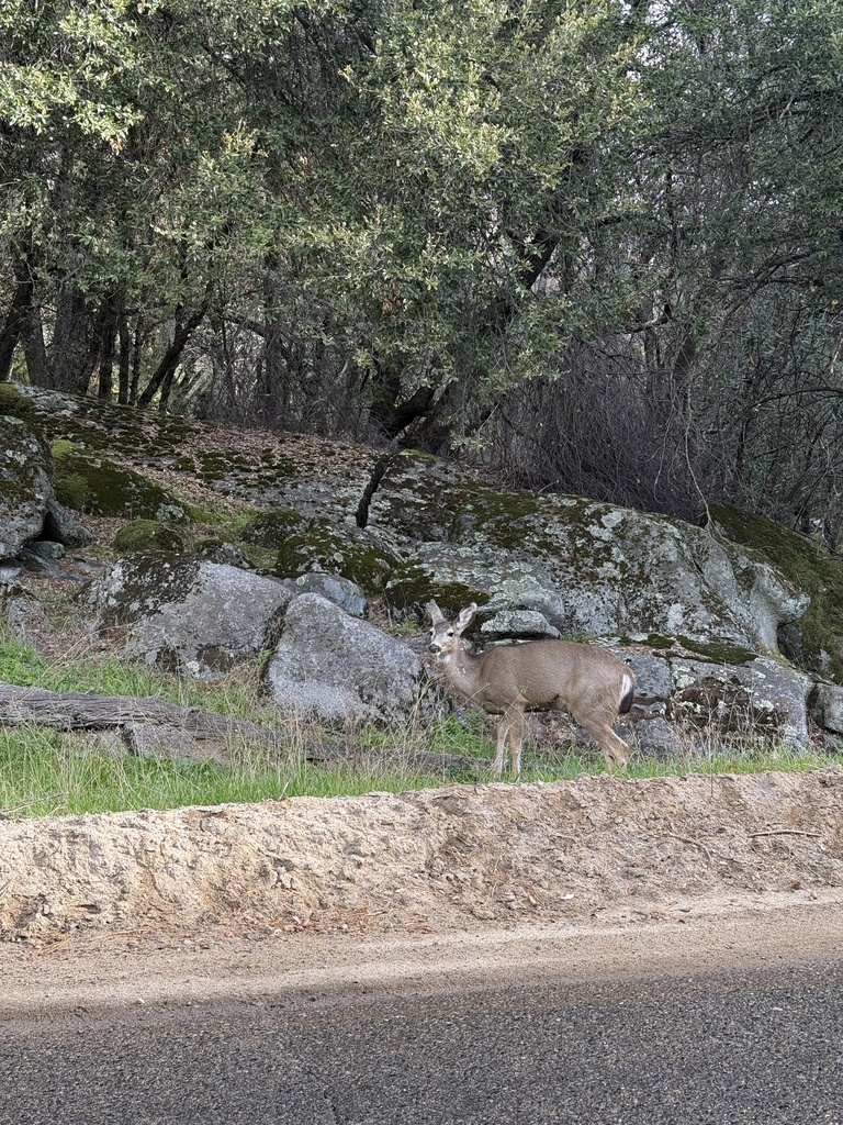Mule Deer from John West Rd, Oakhurst, CA, US on December 20, 2025 at ...