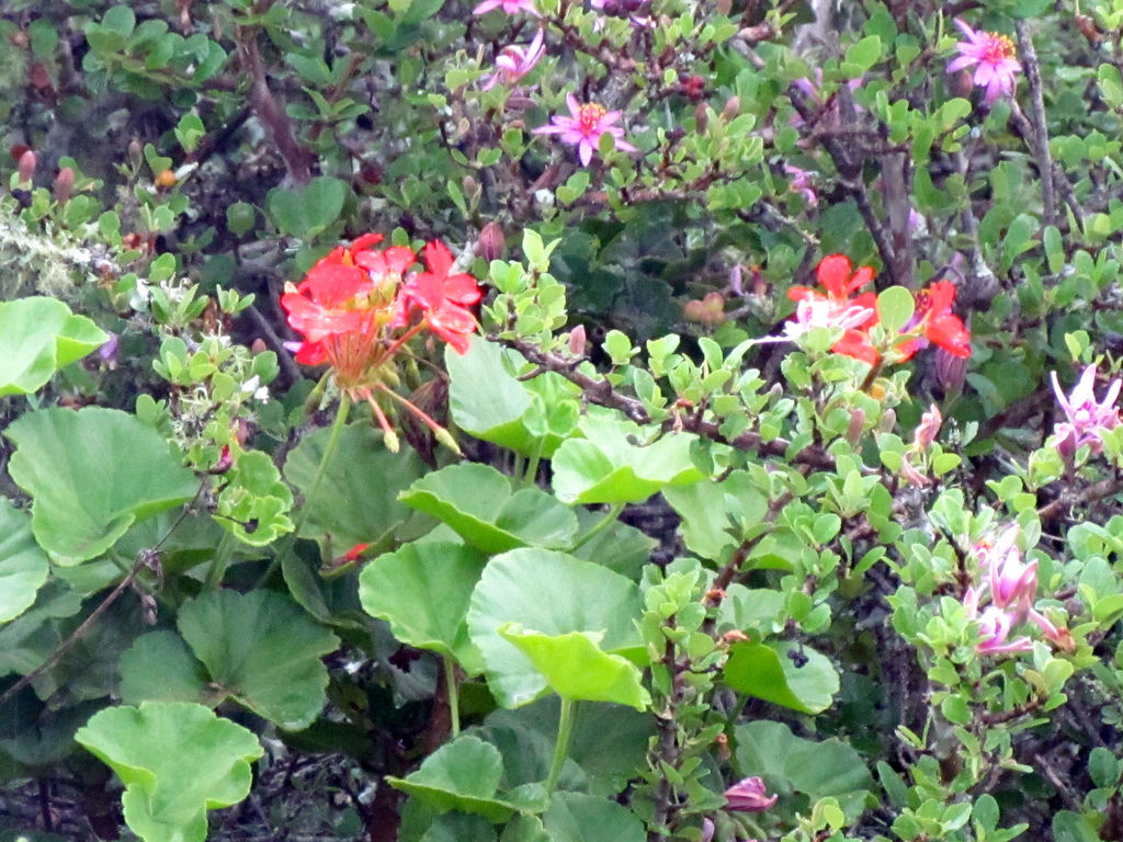 Scented Storksbill from Western District, South Africa on January 23 ...