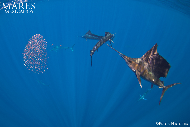 Sailfish in November 2018 by Programa Marino del Golfo de California ...