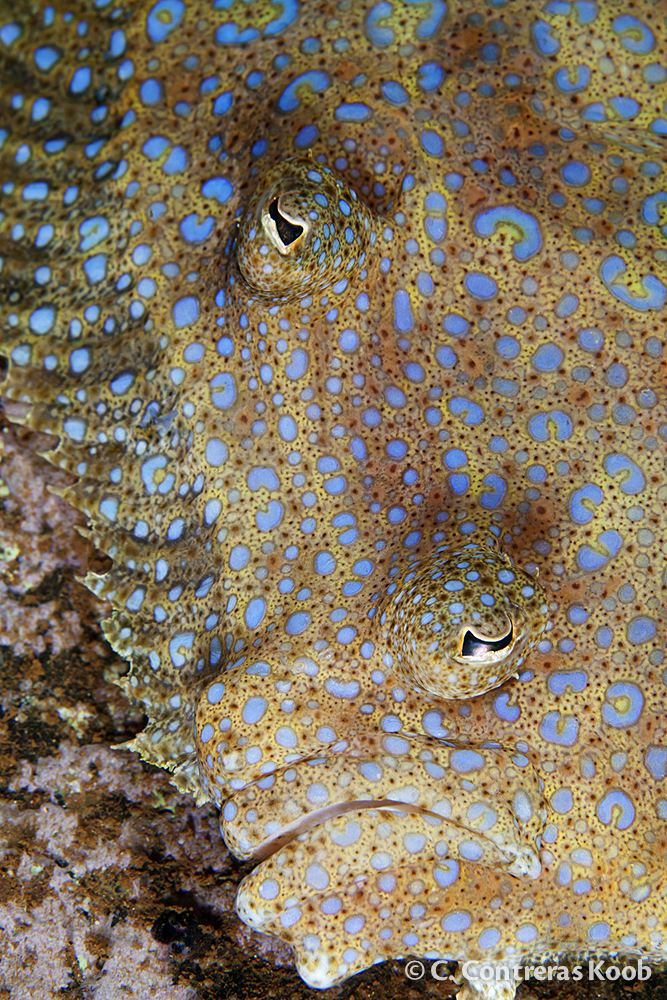 Pacific Peacock Flounder from Revillagigedo Islands, Colima, México on ...