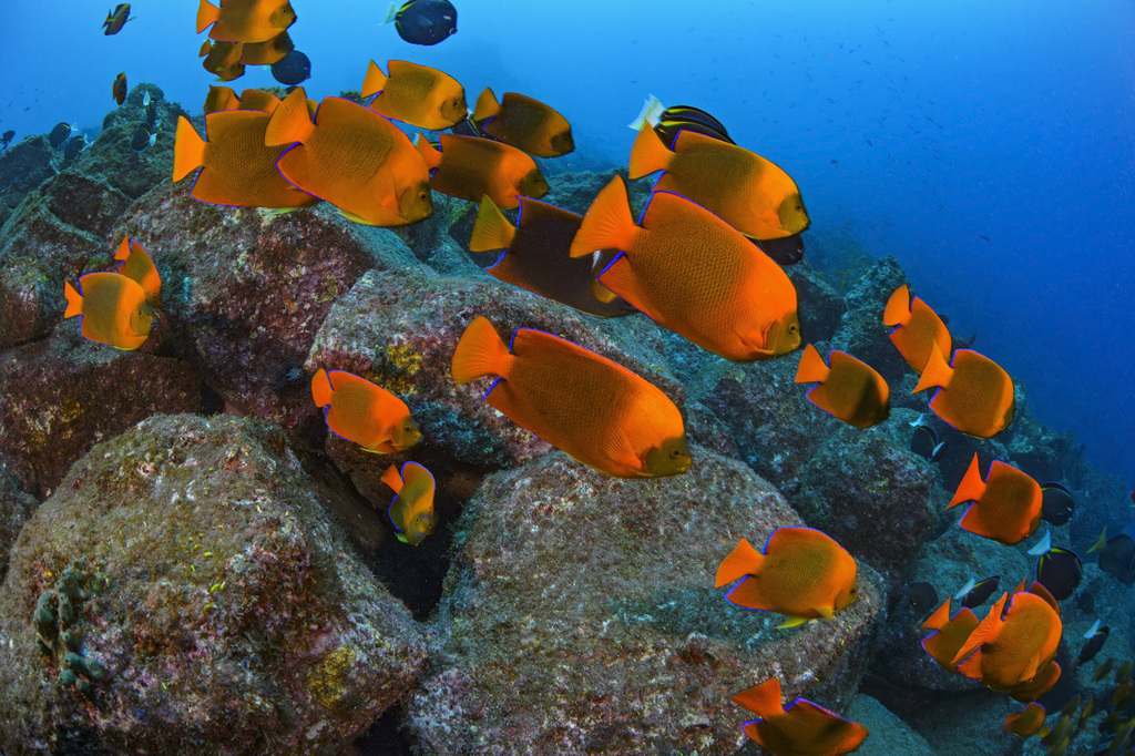 Clarión Angelfish (Holacanthus clarionensis) - Marine Life Identification