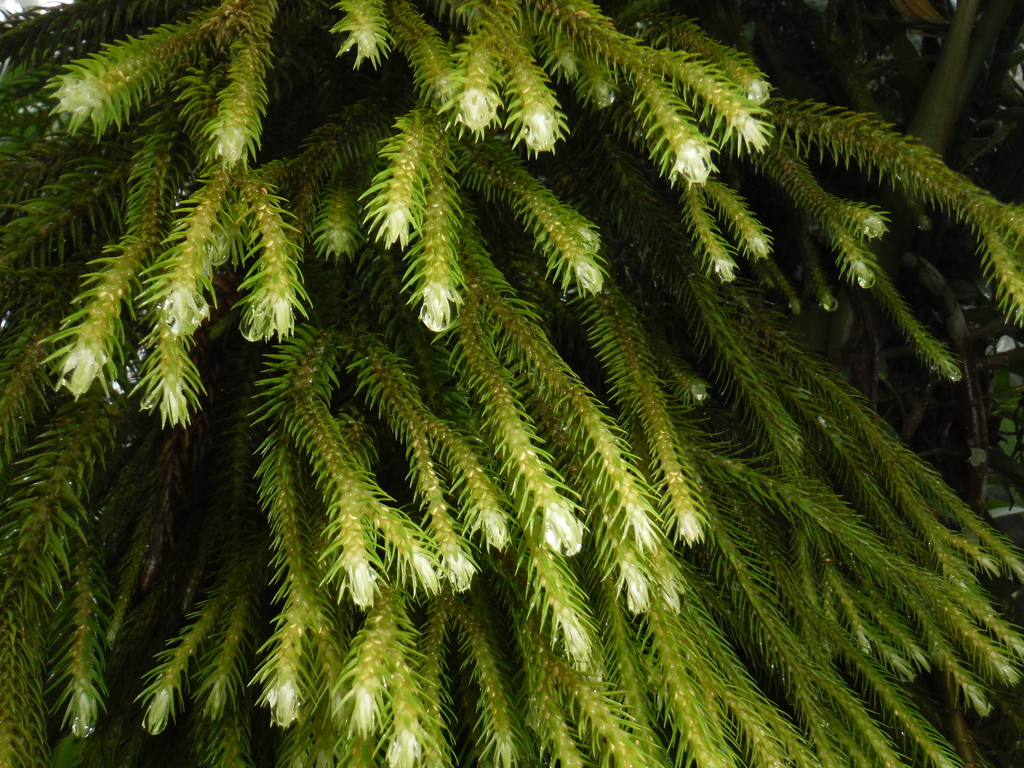 hanging clubmoss (Phlegmariurus dichotomus) - Botanical Realm