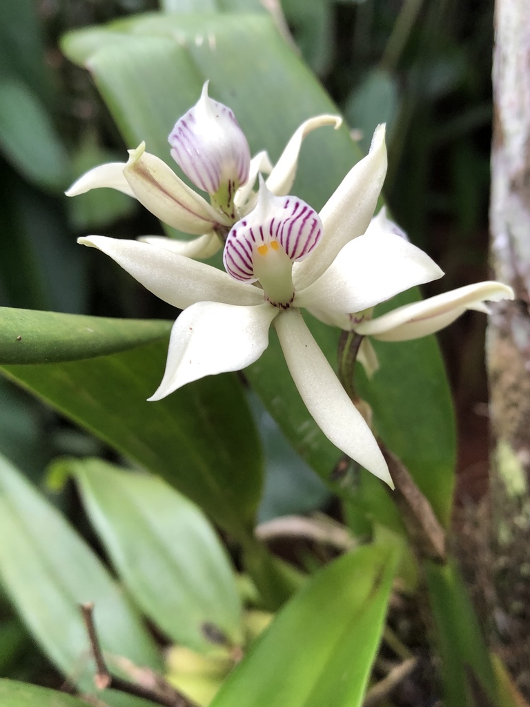 Prosthechea fragrans (Plantas y Arboles PEVA (Parque Ecológico Volcán ...