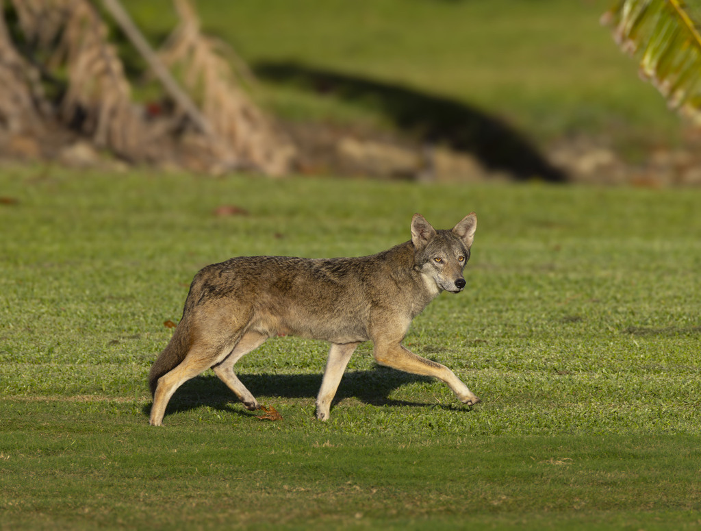 Coyote from Miami Shores, FL, USA on December 16, 2025 at 01:37 PM by ...