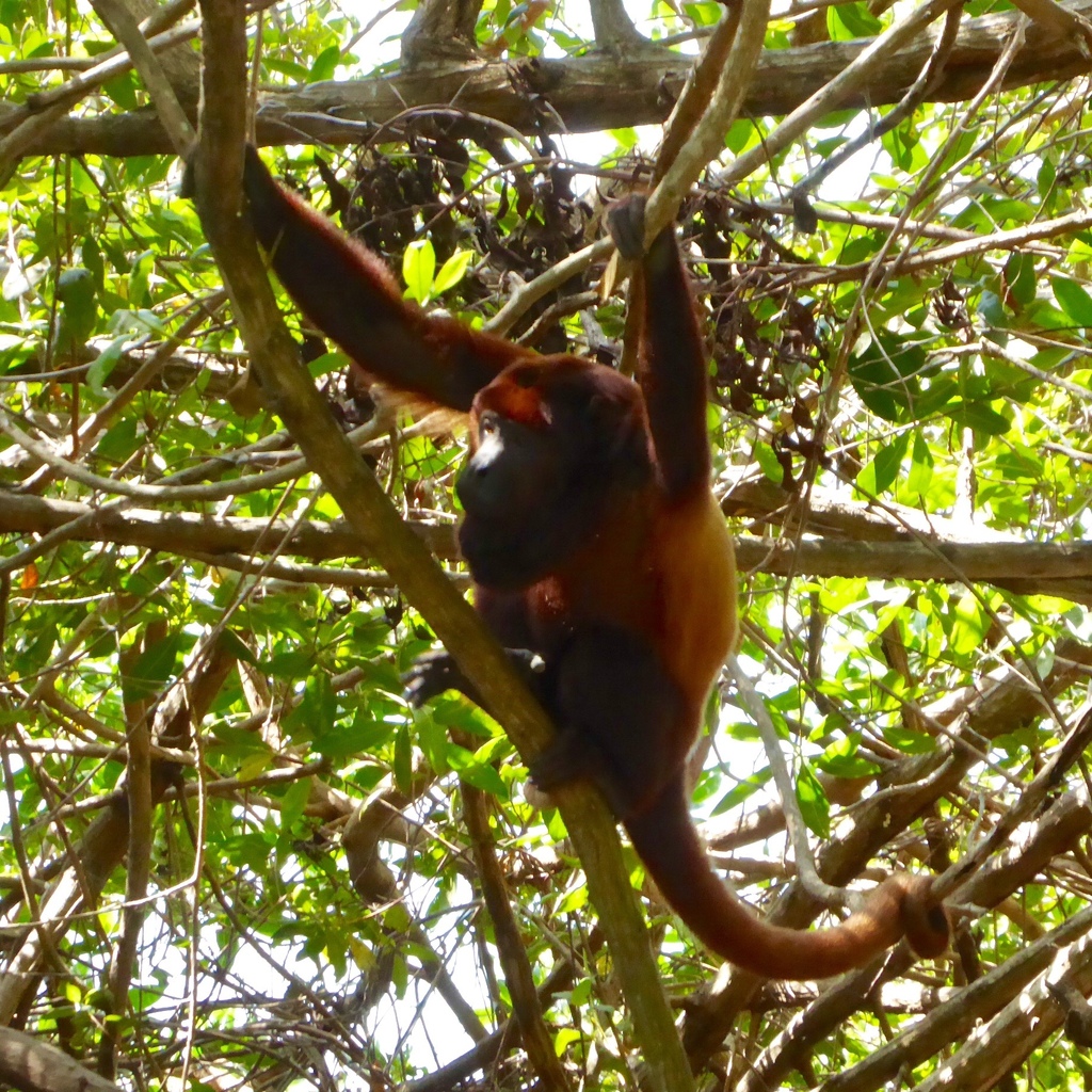 Colombian Red Howler Monkey from Cartagena, Bolívar, CO on December 29 ...