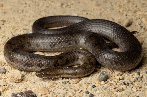 Grand Cayman Water Snake (Tretanorhinus variabilis lewisi) - Snakes and ...