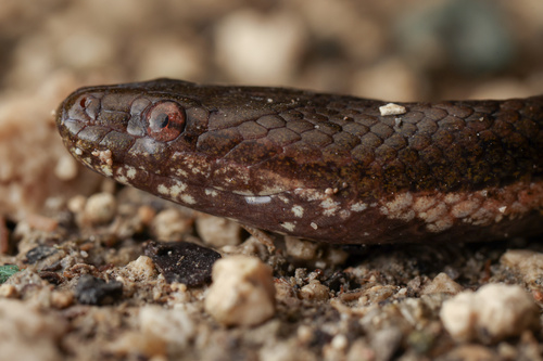 Grand Cayman Water Snake (Tretanorhinus variabilis lewisi) - Snakes and ...