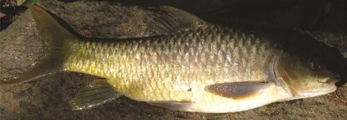 Labeobarbus intermedius · iNaturalist