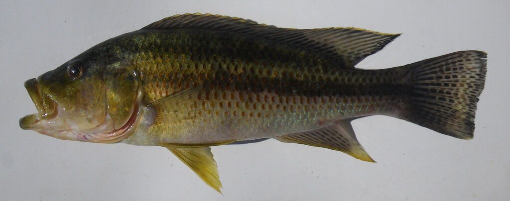 Brownspot Largemouth (Serranochromis thumbergi) - Marine Life ...