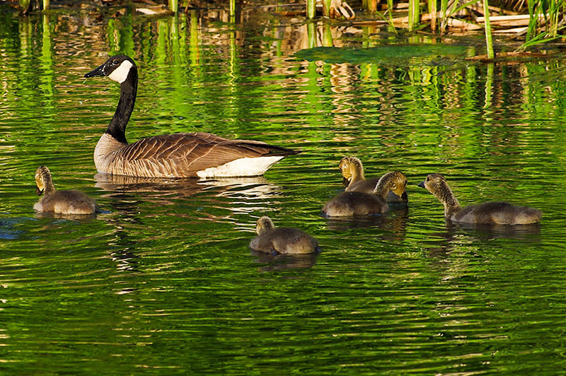 Canada Goose (Birds of the Preserve at Shaker Village) · iNaturalist