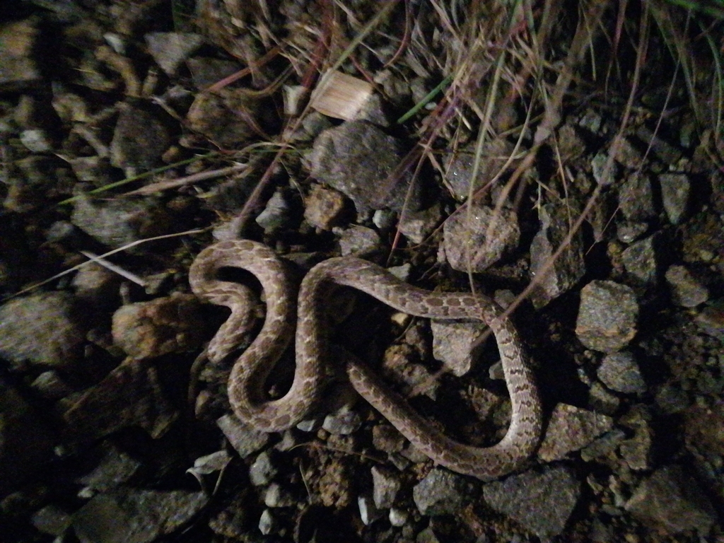 Egg-eating Snake from Chris Hani, ZA-EC, ZA on January 23, 2020 at 06: ...