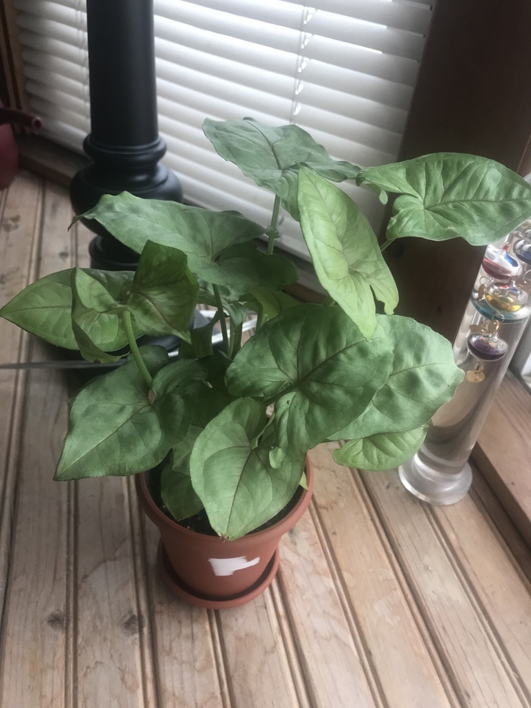 Goosefoot-plant in January 2020 by missjr · iNaturalist