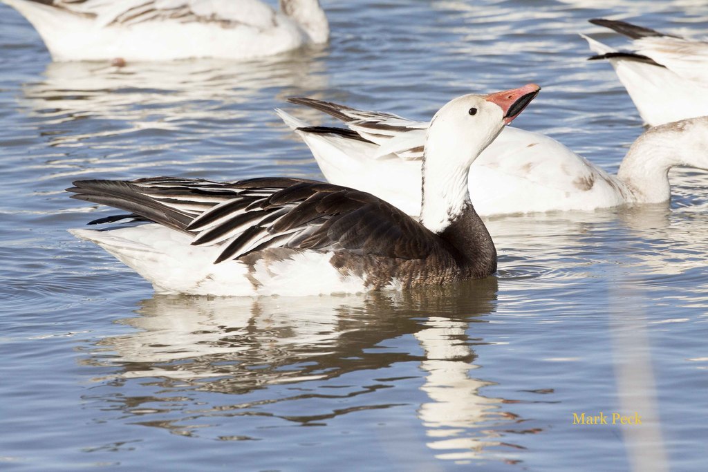 Snow Goose (Birds of the Preserve at Shaker Village) · iNaturalist