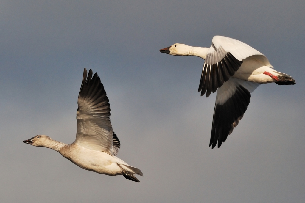 Snow Goose (Birds of the Preserve at Shaker Village) · iNaturalist