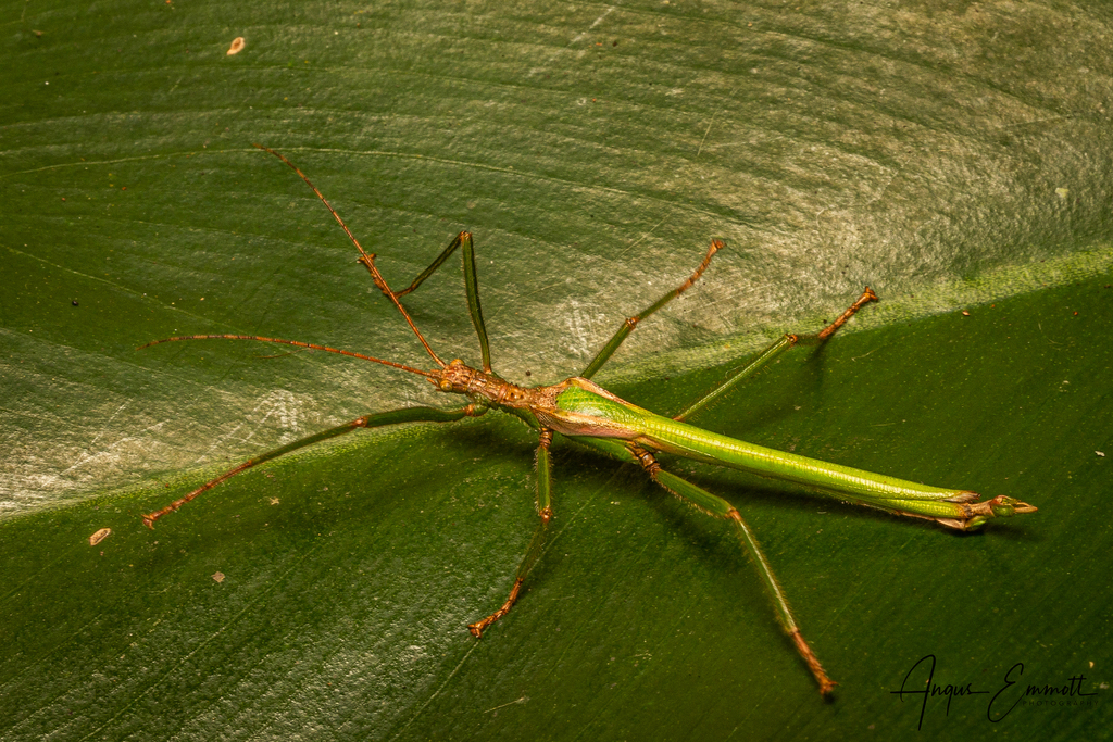 Micropodacanthus sztrakai from Lake Eacham QLD, Australia on December ...