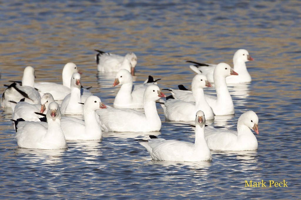 Ross's Goose (Birds of the Preserve at Shaker Village) · iNaturalist