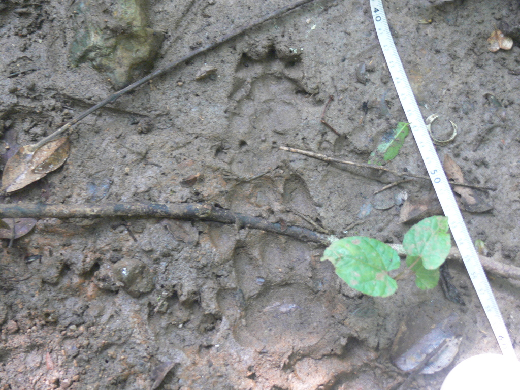 Greater Hog Badger in November 2010 by Gonzalo Mucientes Sandoval ...