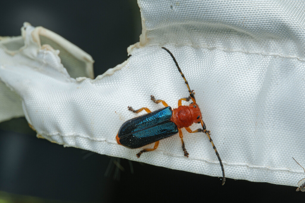Bacchisa atritarsis from 中国浙江省丽水市龙泉市 on June 7, 2025 at 11:23 PM by ...