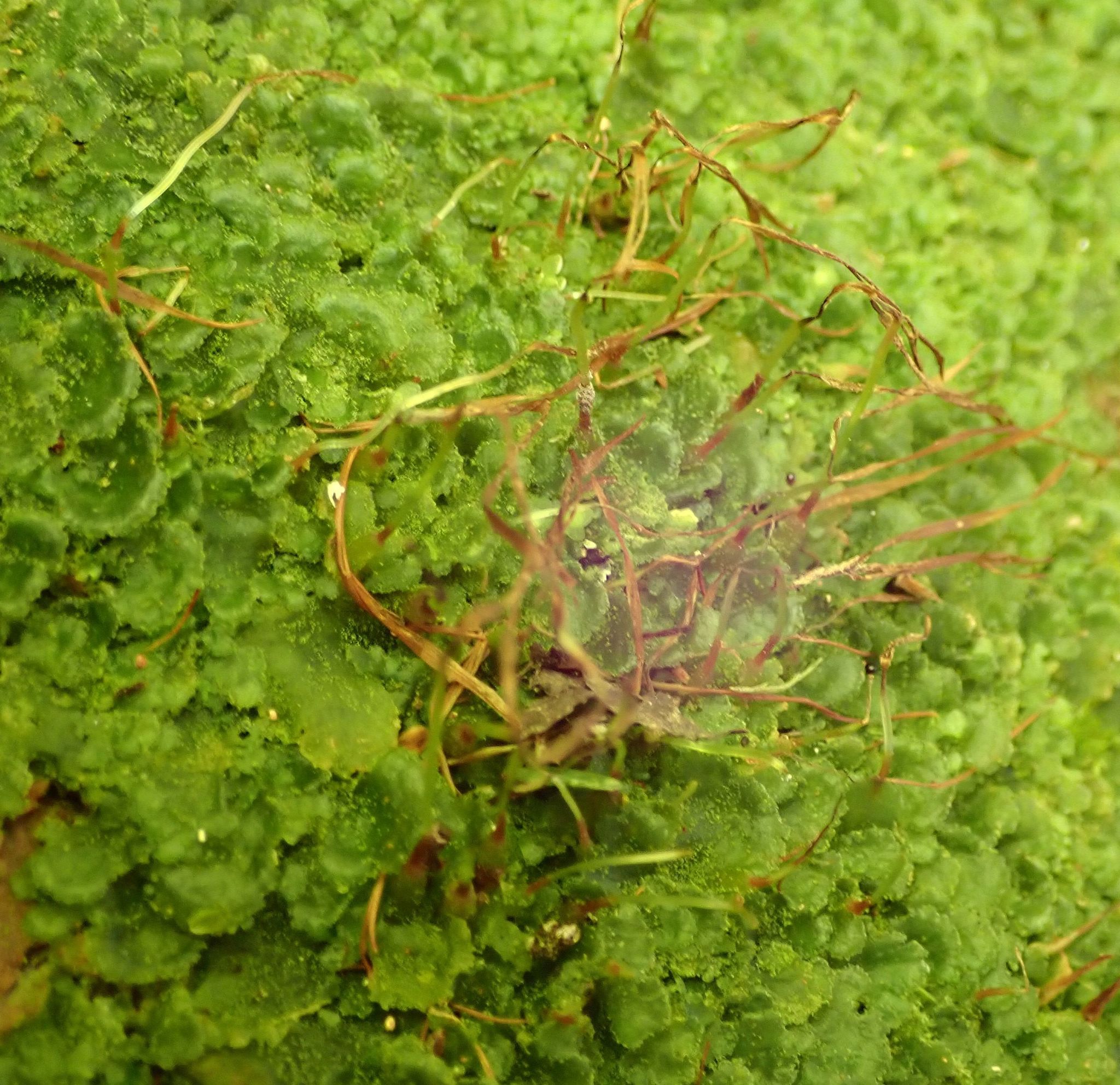 Dendrocerotales
