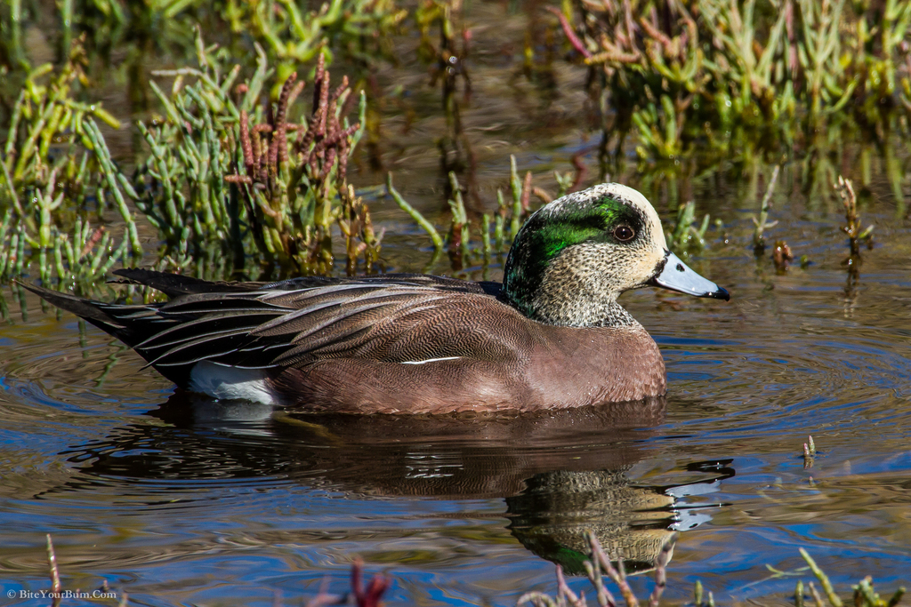American Wigeon (Birds of the Preserve at Shaker Village) · iNaturalist