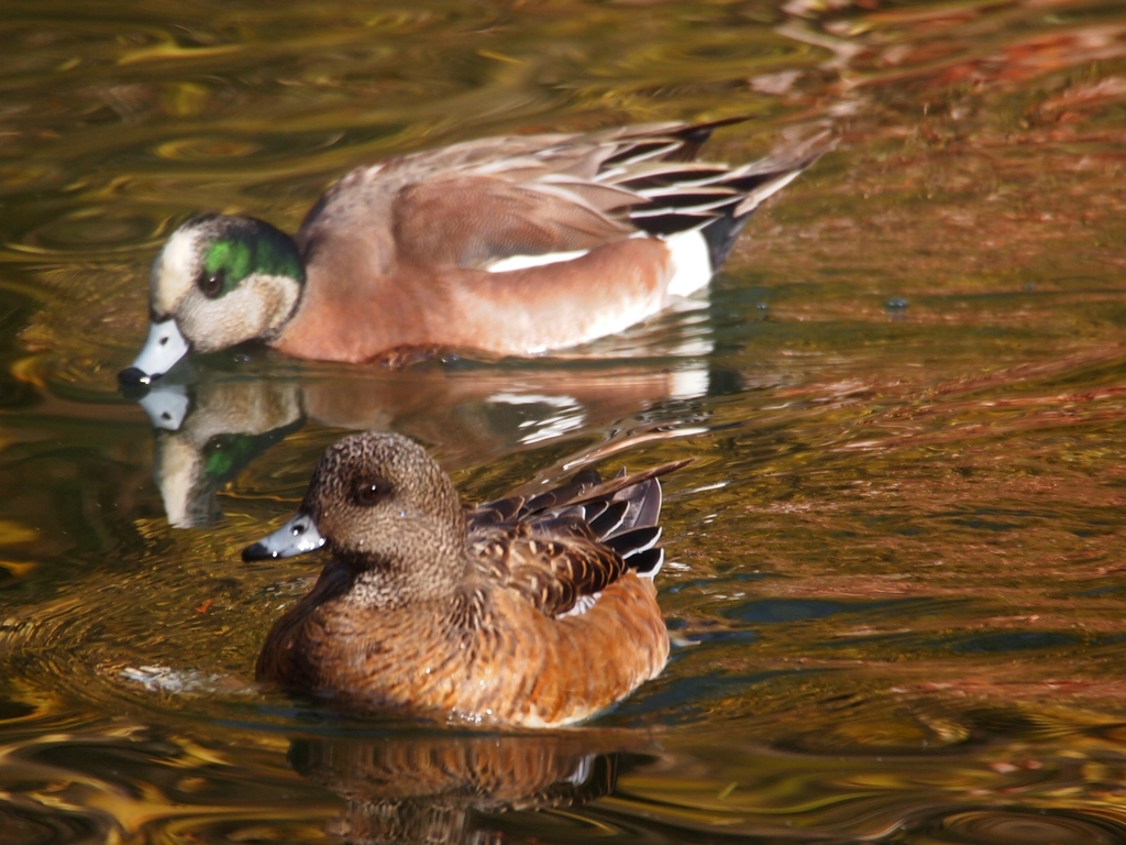 American Wigeon (Birds of the Preserve at Shaker Village) · iNaturalist
