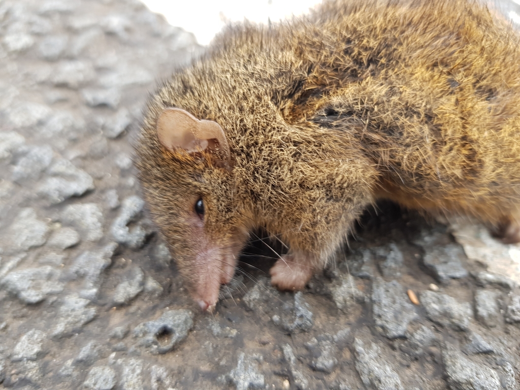 Swamp Antechinus (Antechinus minimus) - Know Your Mammals