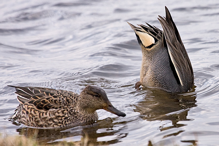 Green-winged Teal (Birds of the Preserve at Shaker Village) · iNaturalist