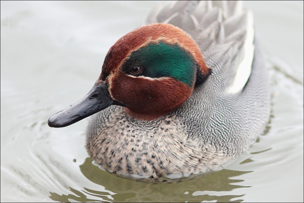 Green-winged Teal (Birds of the Preserve at Shaker Village) · iNaturalist
