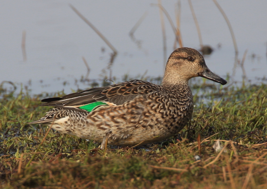 Green-winged Teal (Birds of the Preserve at Shaker Village) · iNaturalist