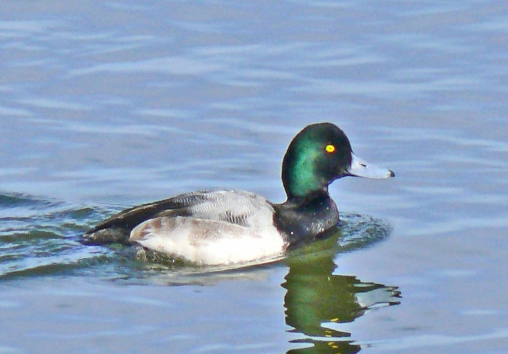 Greater Scaup (Birds of the Preserve at Shaker Village) · iNaturalist