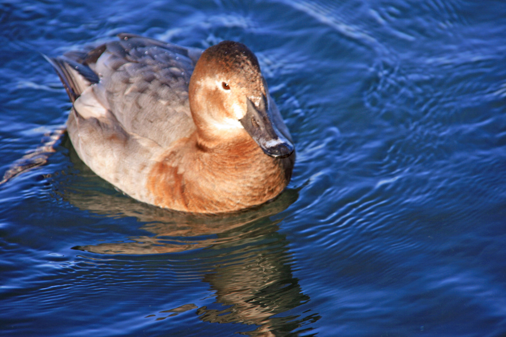 Greater Scaup (Birds of the Preserve at Shaker Village) · iNaturalist