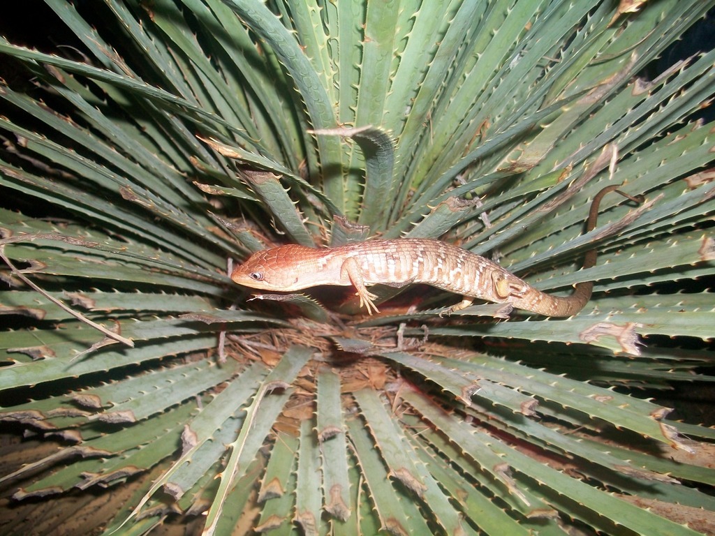 Smooth-headed Alligator Lizard from Guanajuato, Peña Alta, San Juan ...