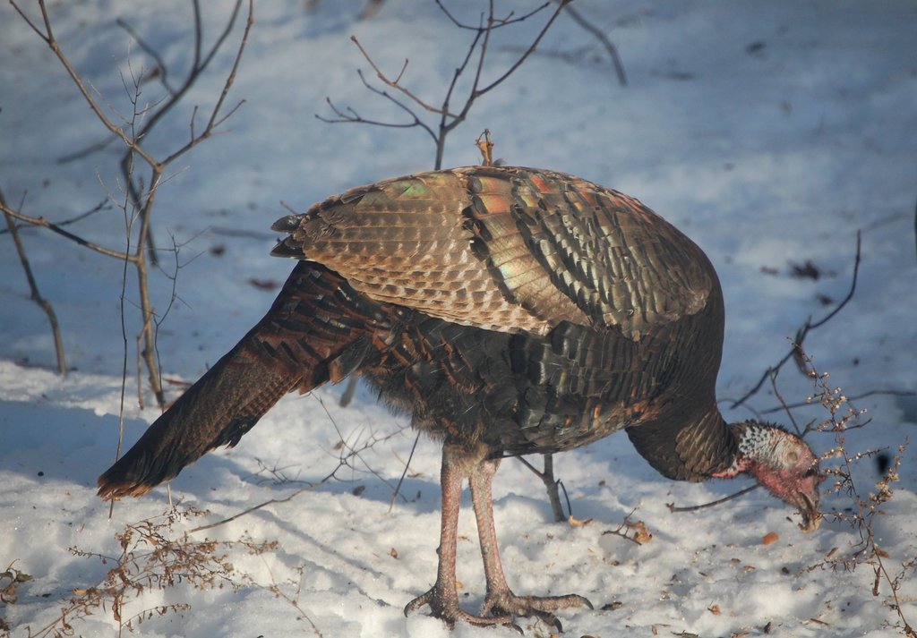 Wild Turkey (Birds of the Preserve at Shaker Village) · iNaturalist