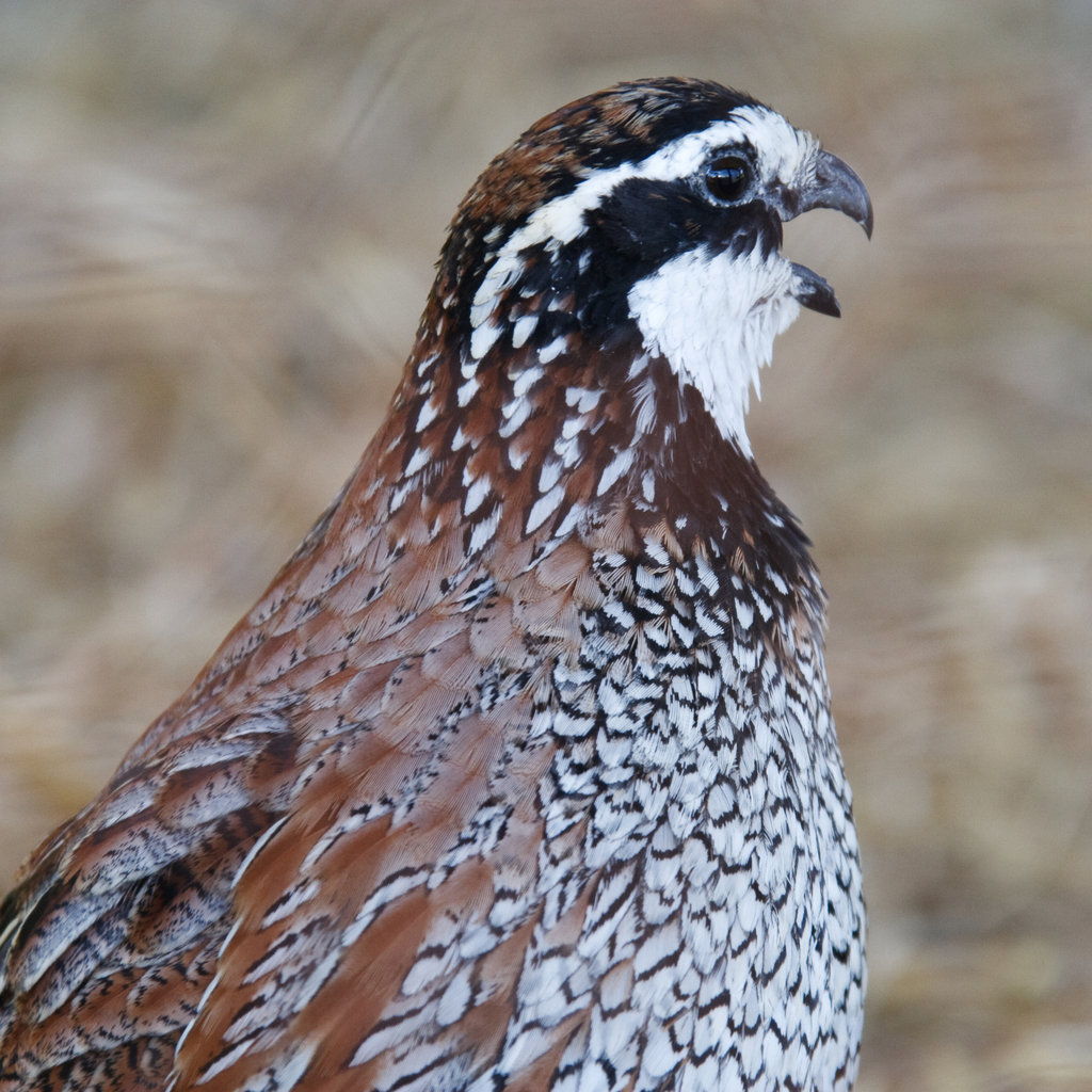 Northern Bobwhite (Birds of the Preserve at Shaker Village) · iNaturalist