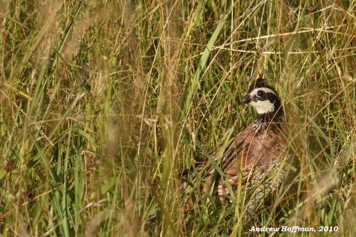 Northern Bobwhite (Birds of the Preserve at Shaker Village) · iNaturalist