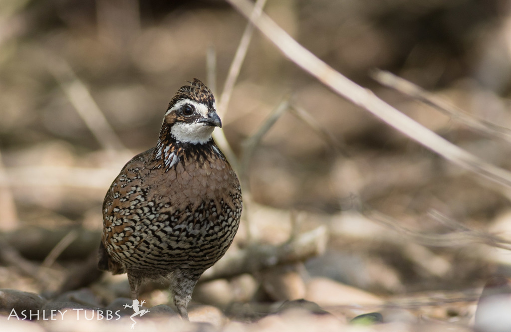 Northern Bobwhite (Birds of the Preserve at Shaker Village) · iNaturalist