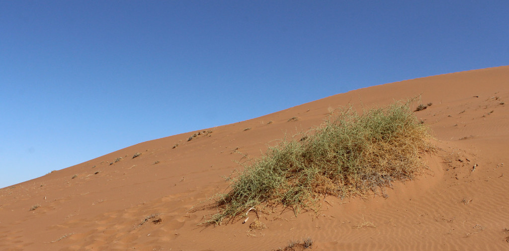 !Nara Melon (Acanthosicyos horridus) - Botanical Realm