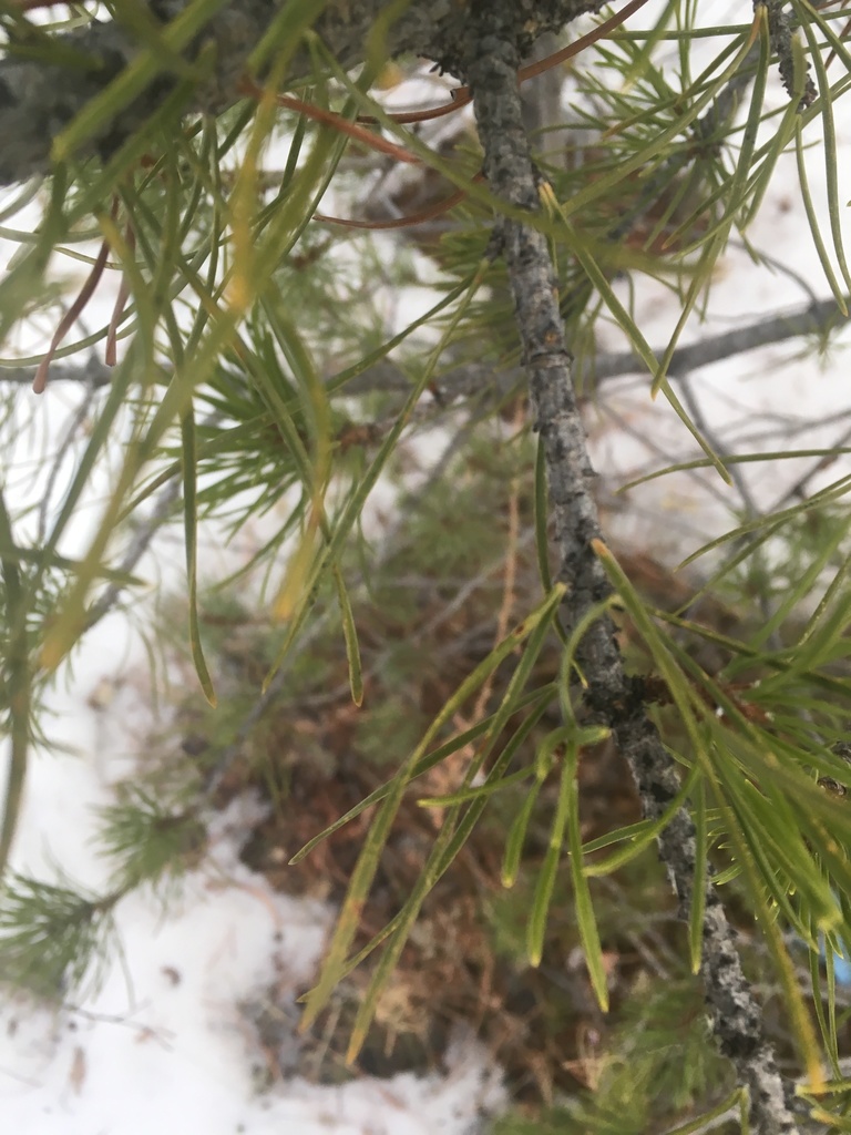 lodgepole pine from Boulder County, CO, USA on November 16, 2019 at 03: ...