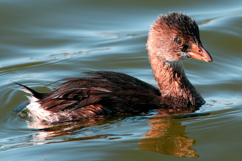 Pied-billed Grebe (Birds of the Preserve at Shaker Village) · iNaturalist