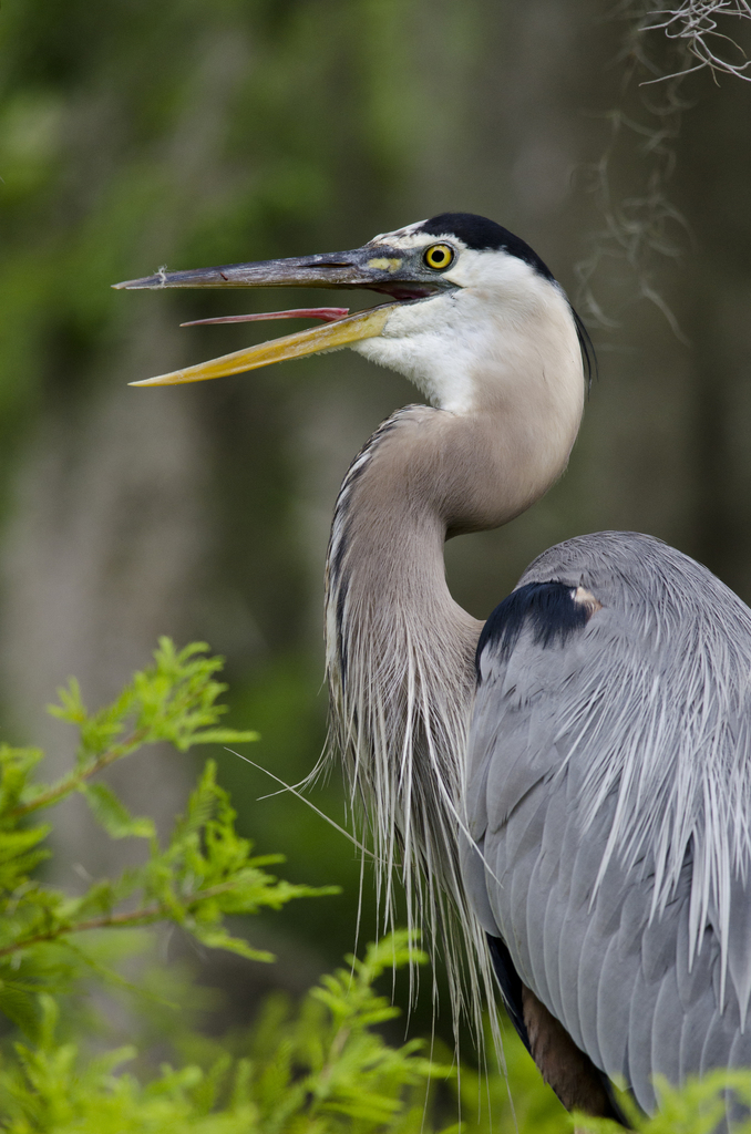 Great Blue Heron (Birds of the Preserve at Shaker Village) · iNaturalist